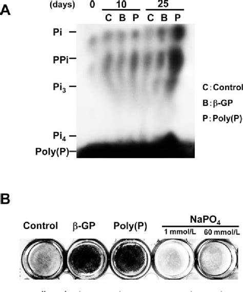 Figure 2 From Inorganic Polyphosphate Induces Osteoblastic Differentiation Semantic Scholar