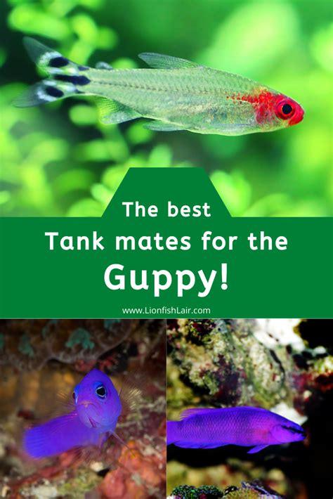 Discover 8 Of The Most Compatible Tank Mates For Your Guppies Artofit
