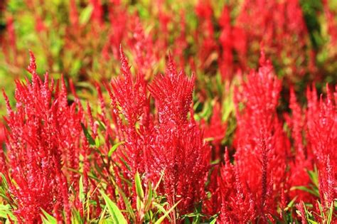 Premium Photo Red Cockscomb Flowers Blooming In The Garden