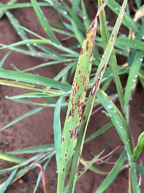 Rice Leaf Blast Gets Early Start Arkansas Growers Should Scout Now Wynne Progress