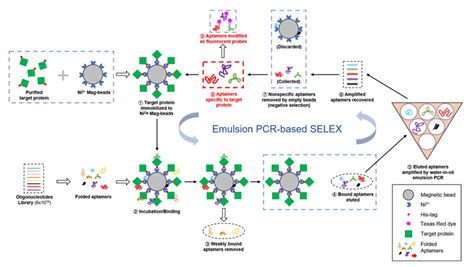 Selection Of Aptamers Against Target Viral Protein By Systematic Download Scientific Diagram