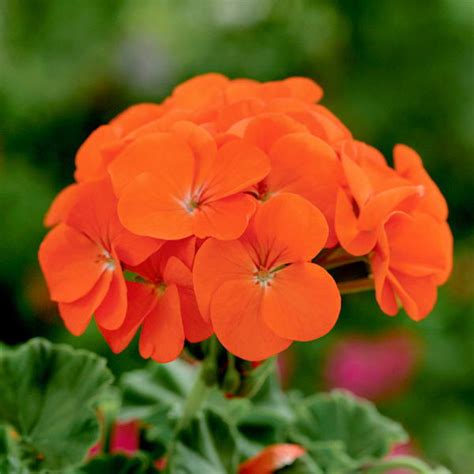 Герань (пеларгония) оранжевая | Герань (Pelargonium)