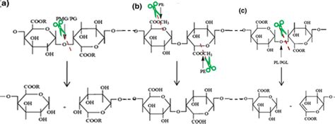 Mode Of Action Of Pectinases A Polymethylgalacturonase And Download Scientific Diagram