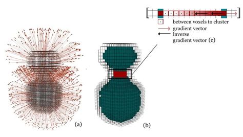 A Gradient Vectors From Each Boundary Voxel Bc Two Clusters On Download Scientific