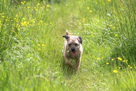 Une Chienne G E De Ans Parcourt Km En Une Nuit Pour Rejoindre Ses Ma Tres