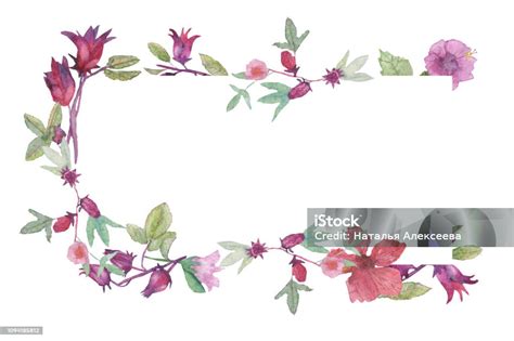 히 비 스커 스 꽃과 과일 손그린 수채화 흰색 배경에 있습니다 꽃 식물에 대한 스톡 벡터 아트 및 기타 이미지 꽃 식물 페인트 프레임 Istock