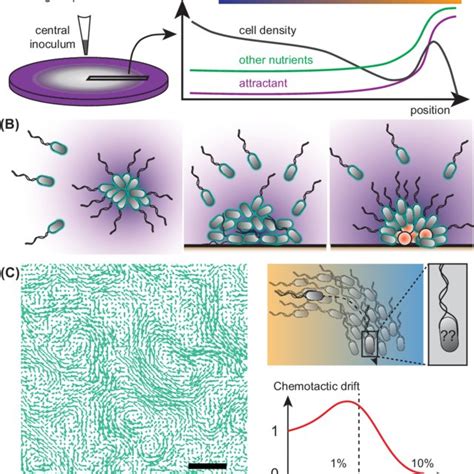 Pdf Multiple Functions Of Flagellar Motility And Chemotaxis In