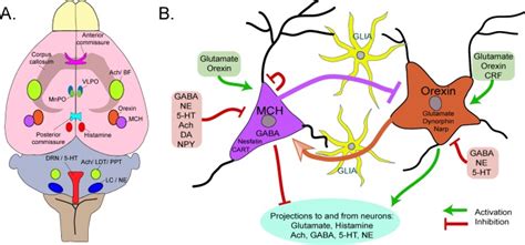 unihemispheric sleep an enigma for current models of sleep wake