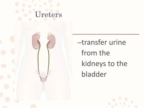 Igcse Biology 0610 Chapter 13 Excretion In Humans Pptx