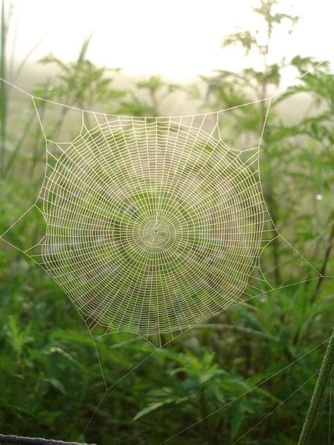 Spider Web Dew Free Photo On Pixabay Pixabay
