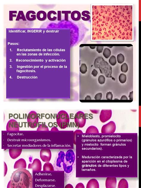 Parte 2 Células Sistema Inmune Pdf Macrófago Inflamación