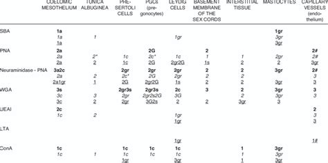 Lectin Binding In Foetal Testis Download Table
