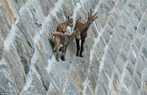 Alpine Ibex Climbing