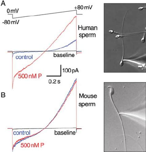 Sperm Patch Clamp Technique Provides Only Limited Control Of The Download Scientific Diagram