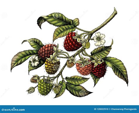 Raspberry Branch Botanical Vintage Illustration Clip Art Isolate