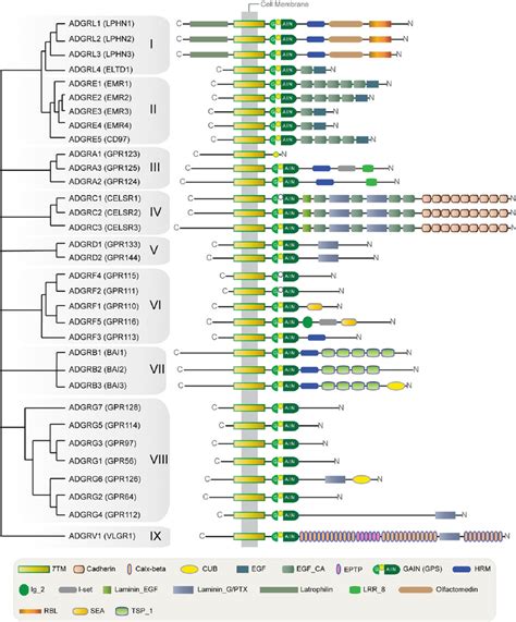 Representation Of The Phylogenetic Relationships Of Adhesion Gpcrs And Download Scientific