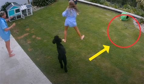 12 Year Old Girl Swings Python Like A Hammer Thrower To Prevent It