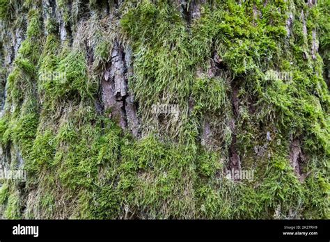 Tree Bark With Moss Stock Photo Alamy
