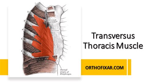 Multifidus Muscle Anatomy Orthofixar 2025