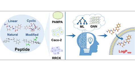 Predicting Peptide Permeability Across Diverse Barriers A Systematic Investigation Molecular