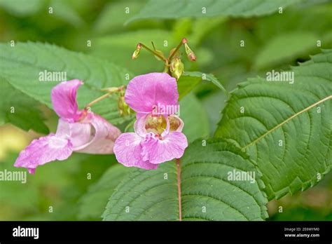 Bright Pink Himalayan Balsam Flower Impatiens Glandulifera Stock