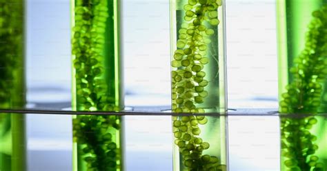 생명 공학 실험실의 조류 바이오 연료 광 생물 반응기 바이오 연료 산업 실험실의 조류 연료 연구 사진 Unsplash의 식품 과학 이미지