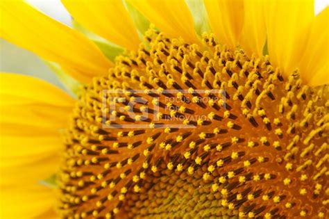 유토이미지 해바라기 클로우즈업 2024 해바라기 풍경화 꽃