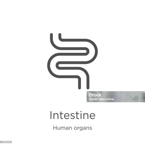 인간 장기 컬렉션에서 소장 아이콘 벡터입니다 얇은 라인 소장 개요 아이콘 벡터 일러스트 레이 션입니다 웹 사이트 디자인 및 모바일 앱 개발을 위한 윤곽 얇은 라인 소장