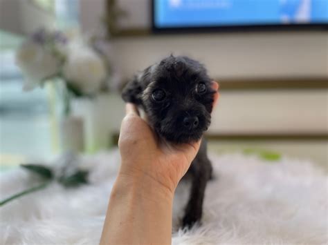 말티푸 리아 보더콜리분양가격 프렌치불독분양가격 빠삐용분양가격 파피용분양가격 사모예드분양가격 스피츠분양가격 시바견분양가격 시베리안허스키분양가격 시츄분양가격 요크셔테리어분양가격