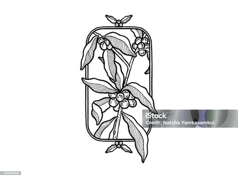 커피 콩 잎 콩을 곁들인 커피 나뭇가지 벡터 식물 도면 스케치 라인 아트 디자인 사실적인 자연 스타일 유기농 일러스트레이션 커피