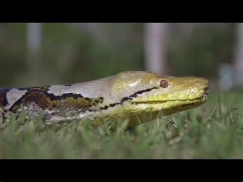 How Do You Hunt A Python YouTube