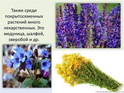 Значение растений в природе и жизни человека Покрытосеменные растения Online Presentation