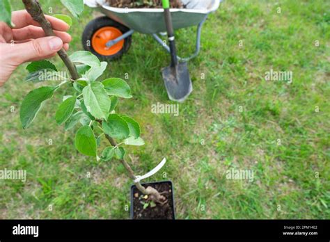 An Apple Tree Seedling In The Garden Is Prepared For Planting In The Open Ground Fruit Tree