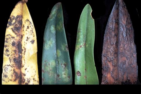 Plant Viruses Viral Transmission And Disease