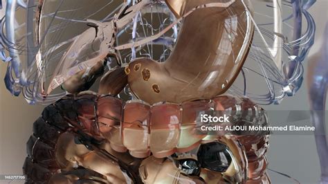 인간의 위장 해부학 소화 장의 개념 입에서 내장까지 완하제 변비의 배신 식도 삼키기 및 음식 소화 3d Reander 0명에 대한 스톡 사진 및 기타 이미지 Istock