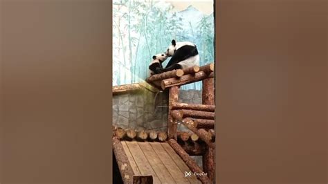 😘 Нежный поцелуй панда Катюша и мама Диндин Youtube