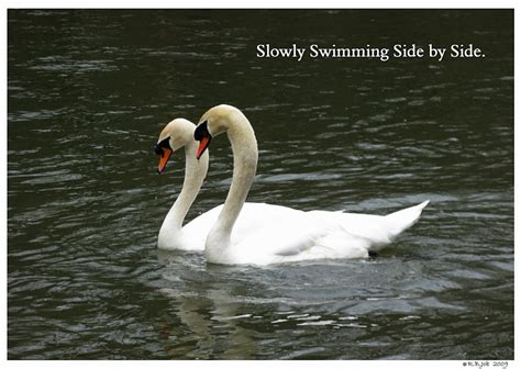 Swan Lovers