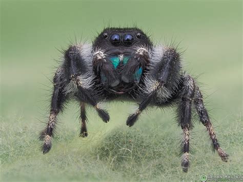 Bold Jumping Spider Super Macro Photo Wildernessshots Photography