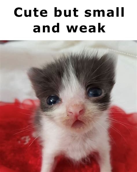 21 Cute Memes Of Smol Cats Bringing Big Cuteness In Tiny Packages I
