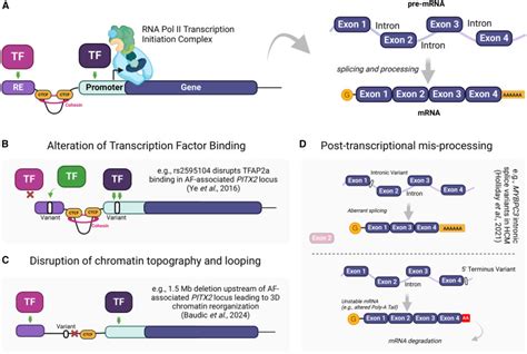 Dissecting Cardiovascular Disease Associated Noncoding Genetic Variants