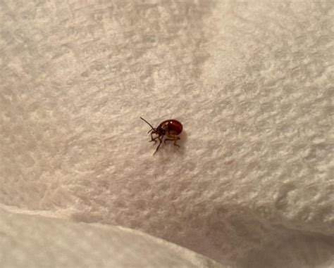 What Is This Tiny Bug Found Crawling On Couch In Ny R Whatisthisbug