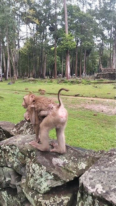 Monkeysr Monkey Momkeyslovemonkeylovemonkey Youtube