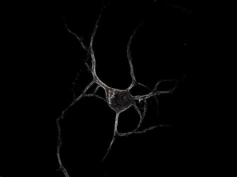 Psychedelic Drug Effects An Inside Job Bioworld