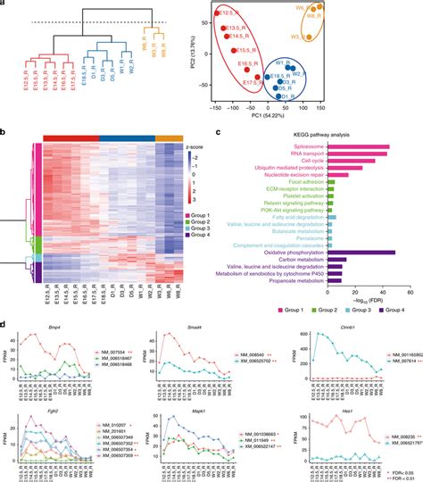 Transcriptomic Landscape Of Developing Mouse Stomachs A Hierarchical