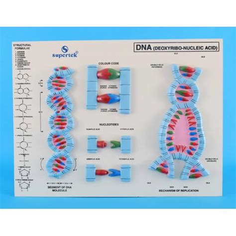 MODEL OF DNA