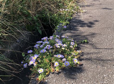 ハマベノギク五島列島しま山旅 2 Botanic Lovers