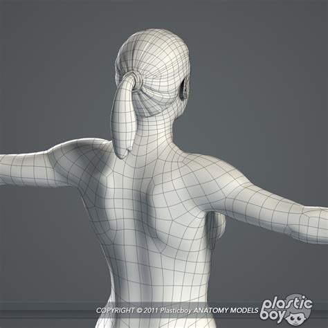 3d Essential Female Anatomy Model