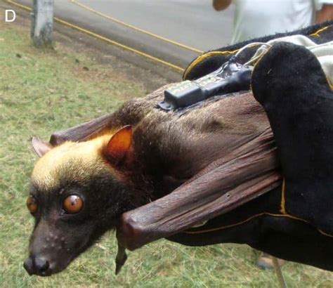 40 Giant Golden Crowned Flying Fox Facts About The Worlds Largest Bat