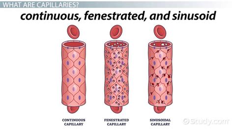 Types Of Capillaries Continuous Fenestrated And Sinusoidal Video