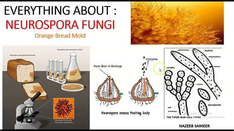 Neurospora On Bread